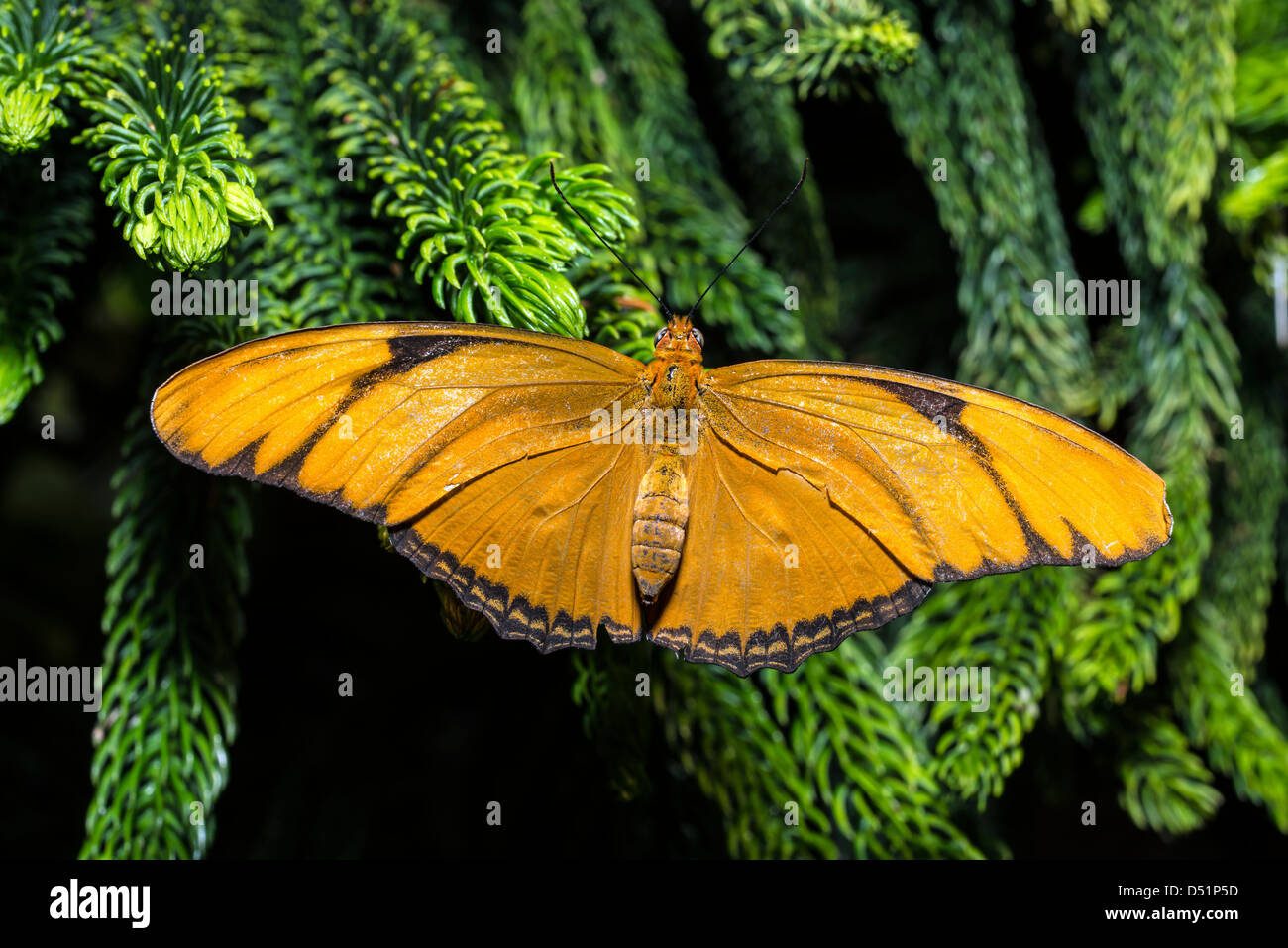 Insect order of lepidoptera hi-res stock photography and images - Alamy