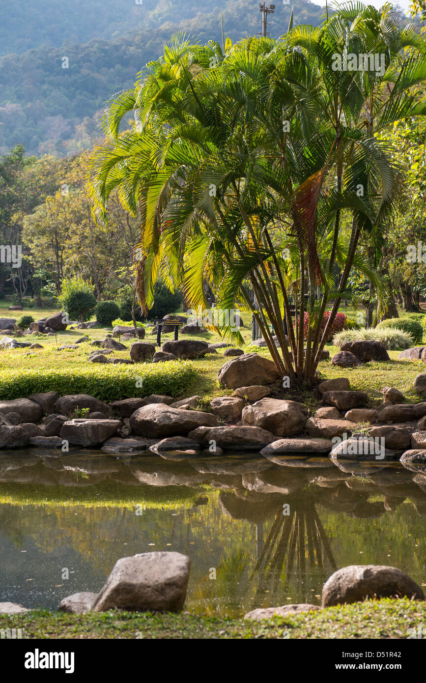 Palm tree in hot spring Chae Son National Park, Lampang, Thailand Stock ...