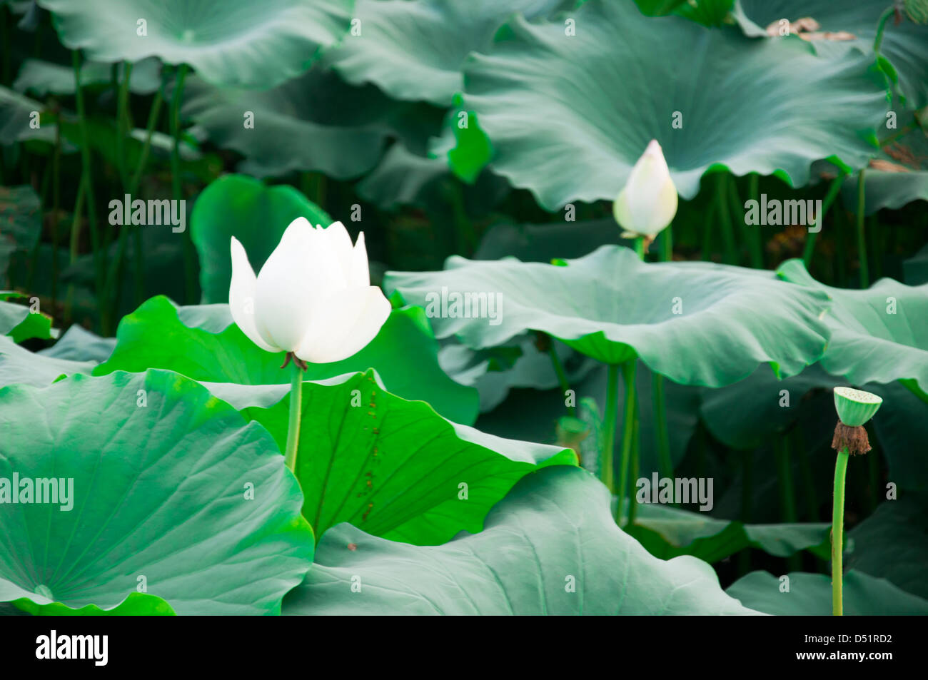 White lotus bud hi-res stock photography and images - Alamy