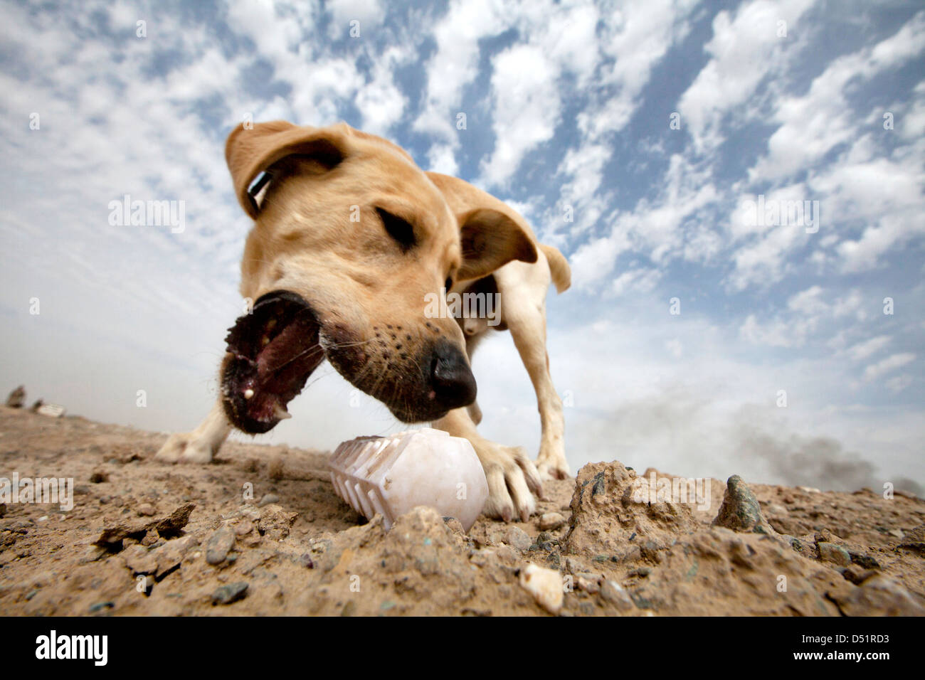 Doc, an improvised explosive device detection dog with 2d Combat ...