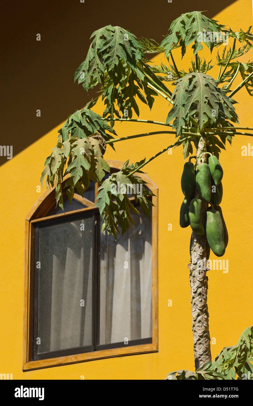 Papaya tree costa rica hi-res stock photography and images - Alamy