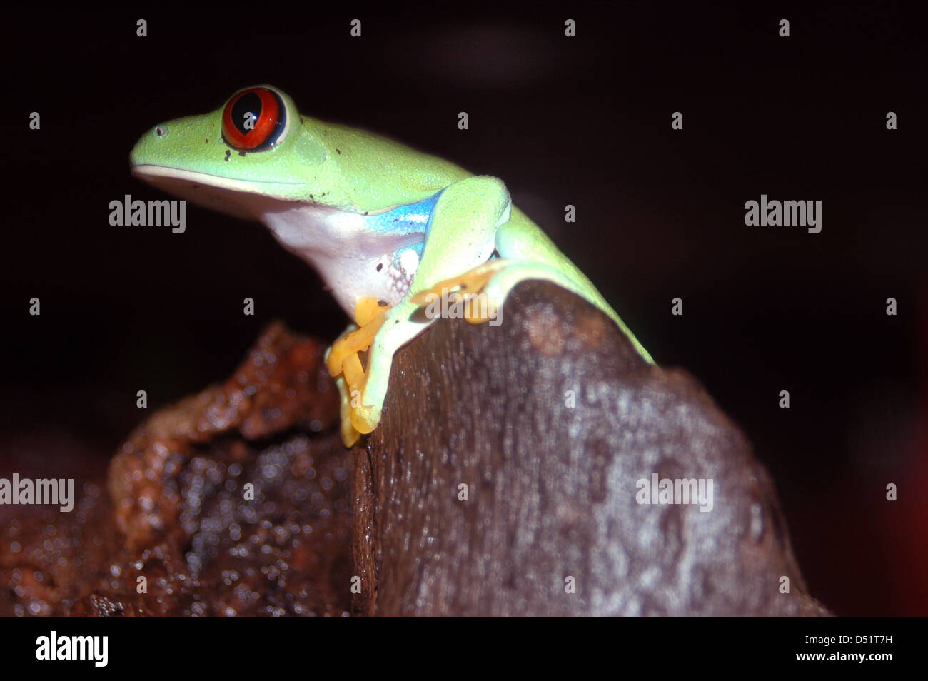 Baby tree frog hi-res stock photography and images - Alamy