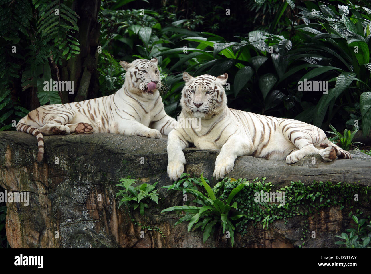 Tropical Rainforest Baby Bengal Tiger