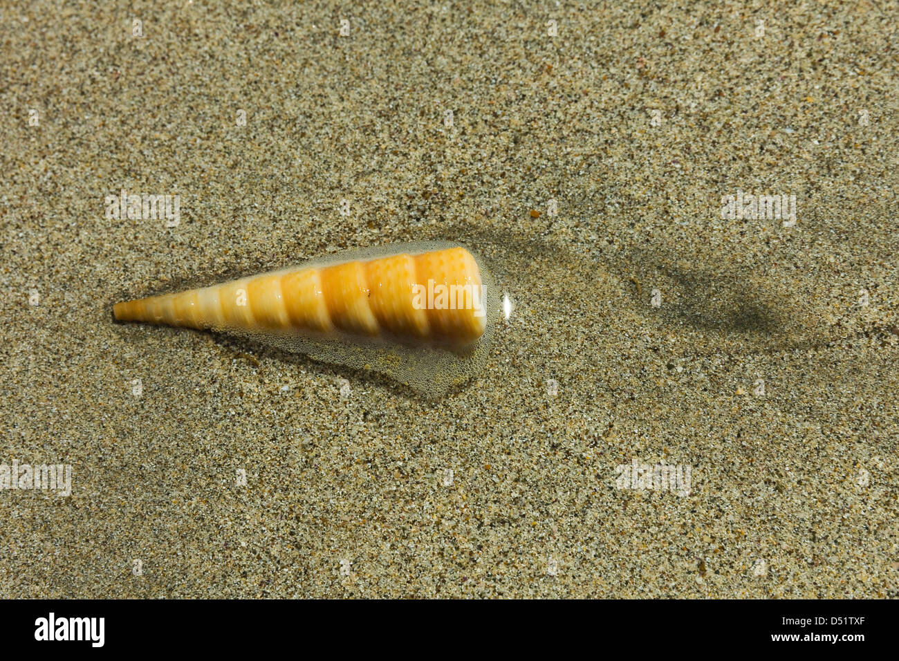 Turritella hi-res stock photography and images - Alamy
