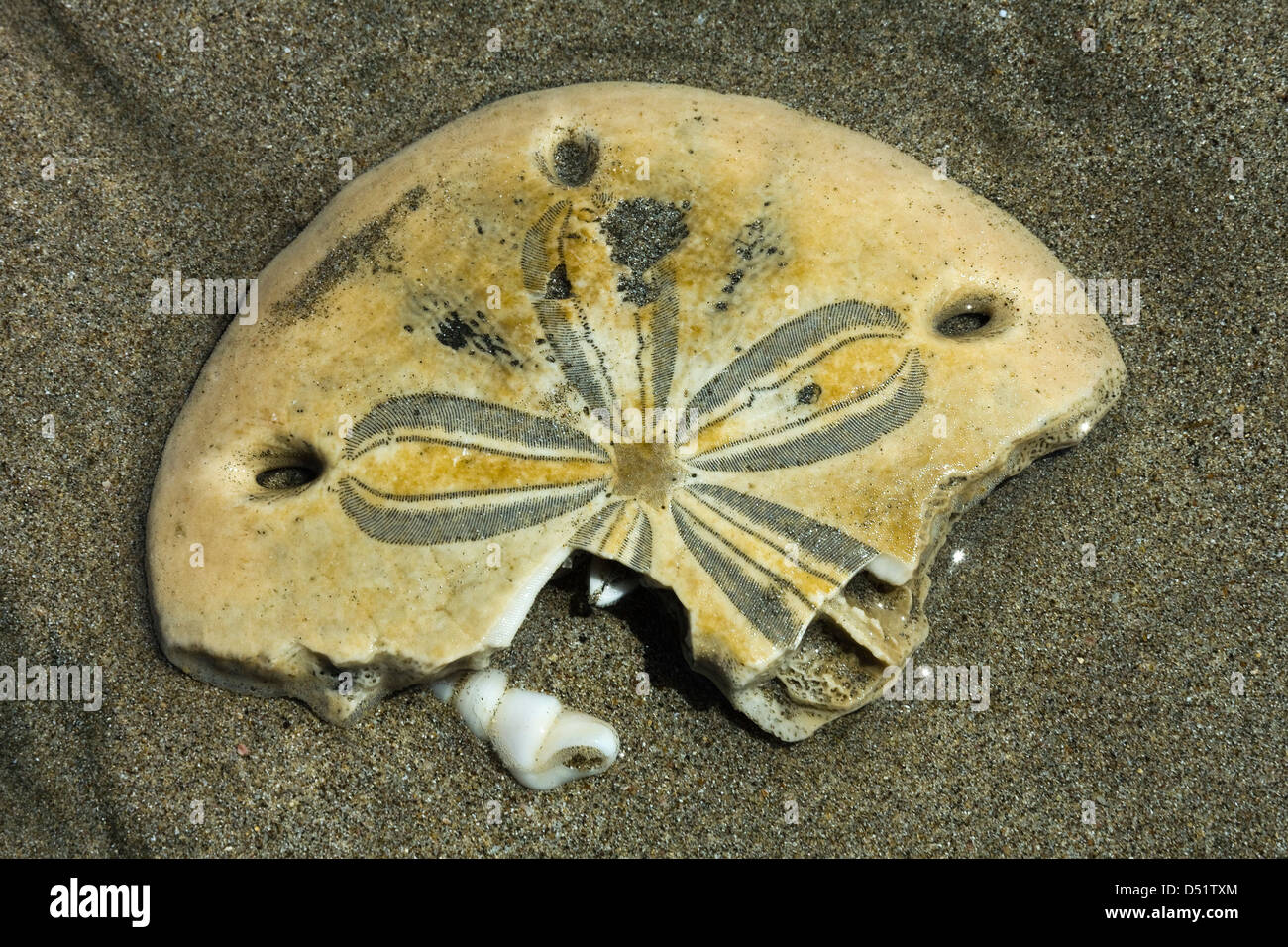 Broken Sand Dollar Drawing