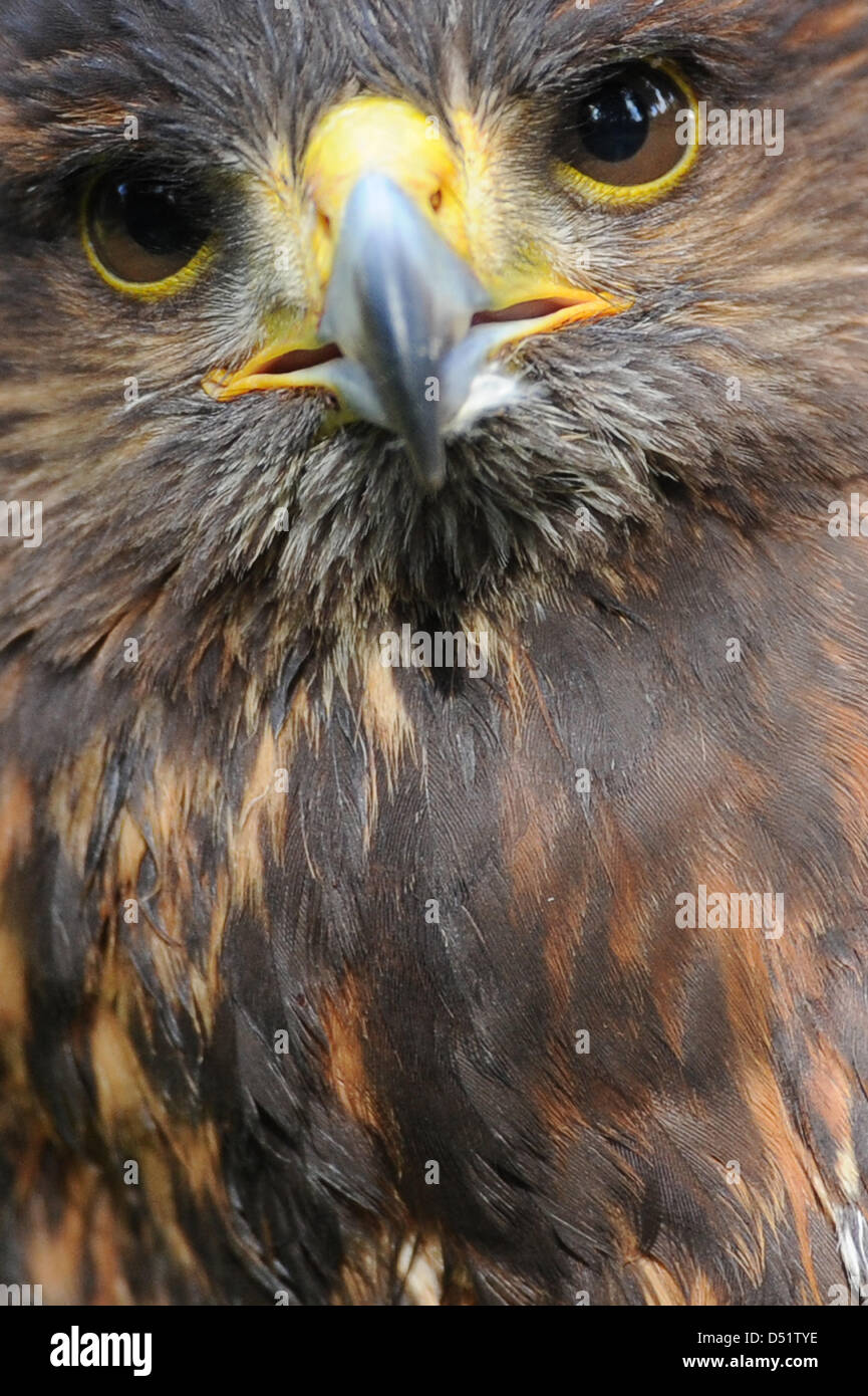 Air displays hi-res stock photography and images - Alamy