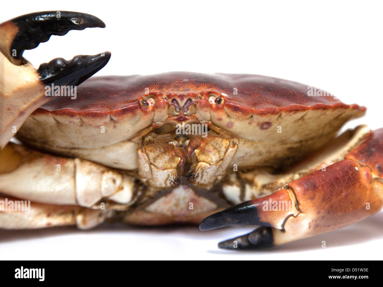 Raw edible crab (Cancer pagurus Stock Photo - Alamy
