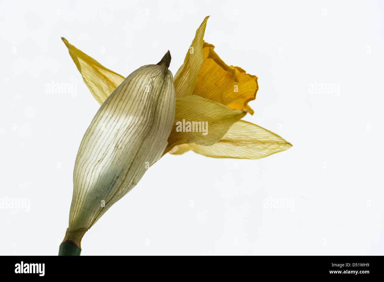 Sun withered hi-res stock photography and images - Alamy