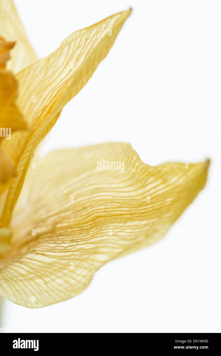 Daffodil macro shot hi-res stock photography and images - Alamy