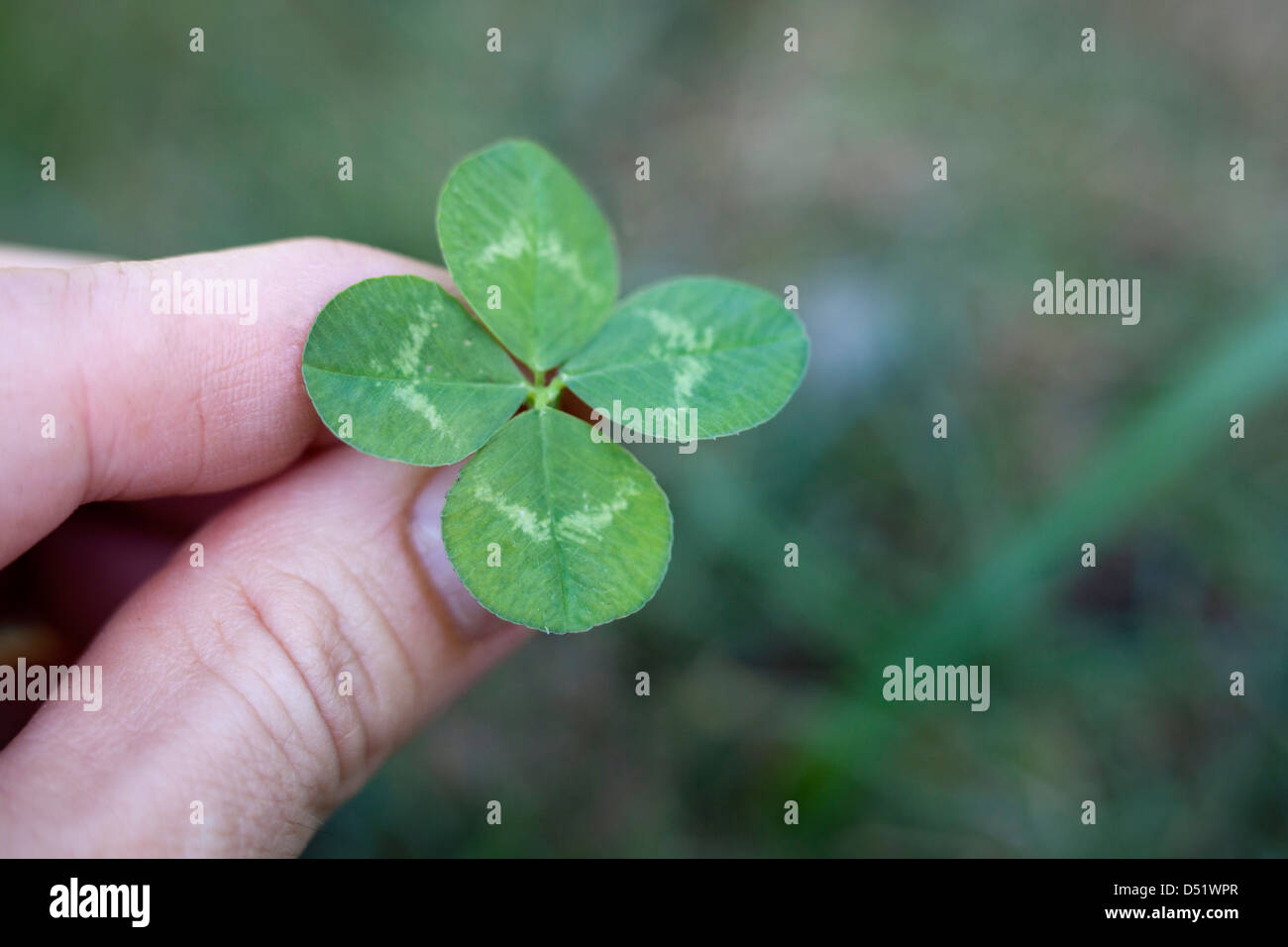 Clover shape hi-res stock photography and images - Alamy