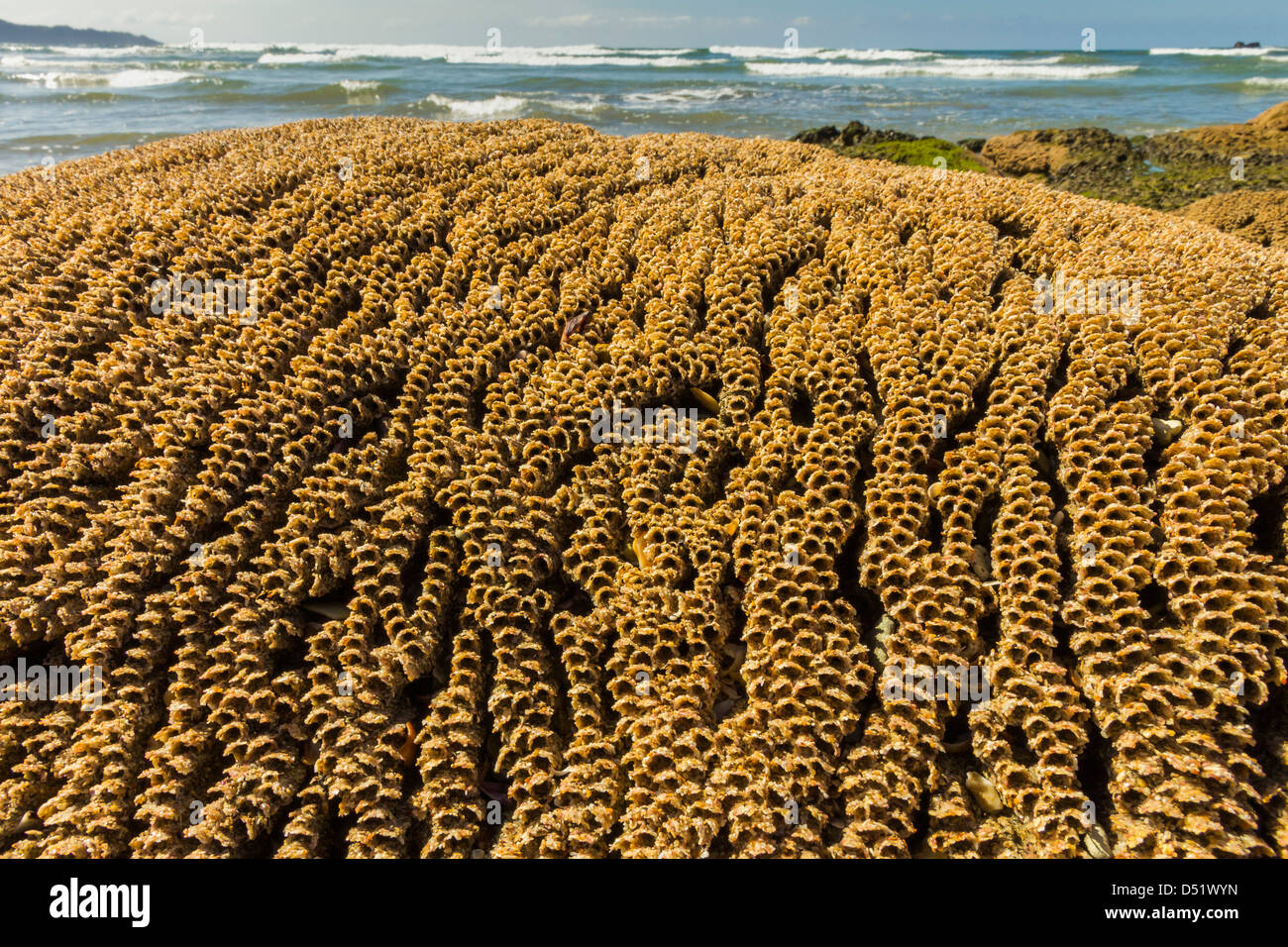 Intertidal sand reef made by the sandcastle worm, Playa Guiones beach ...