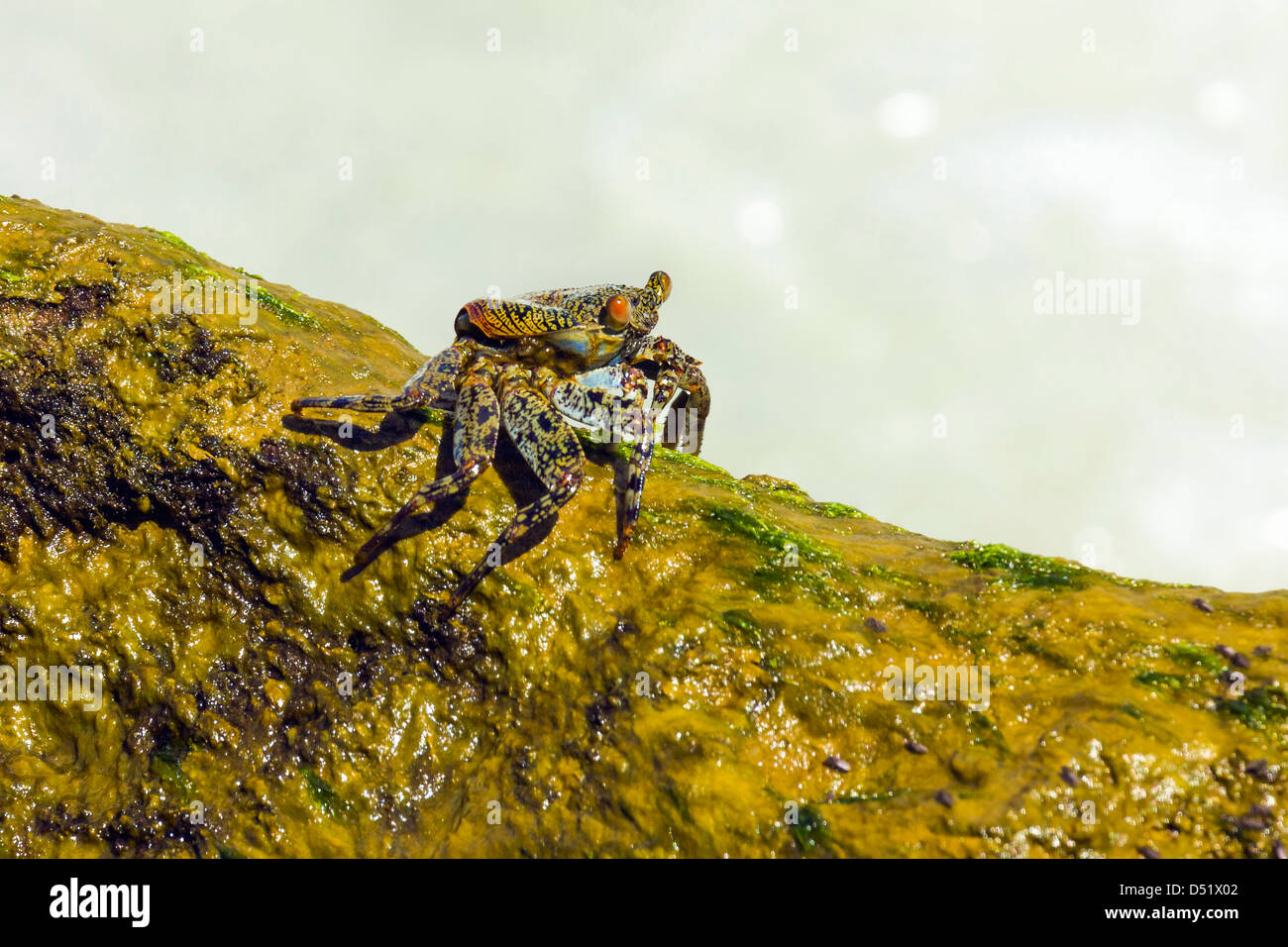 Immature Sally Lightfoot Crab (aka Red Rock Crab, Abuete Negro), Playa ...