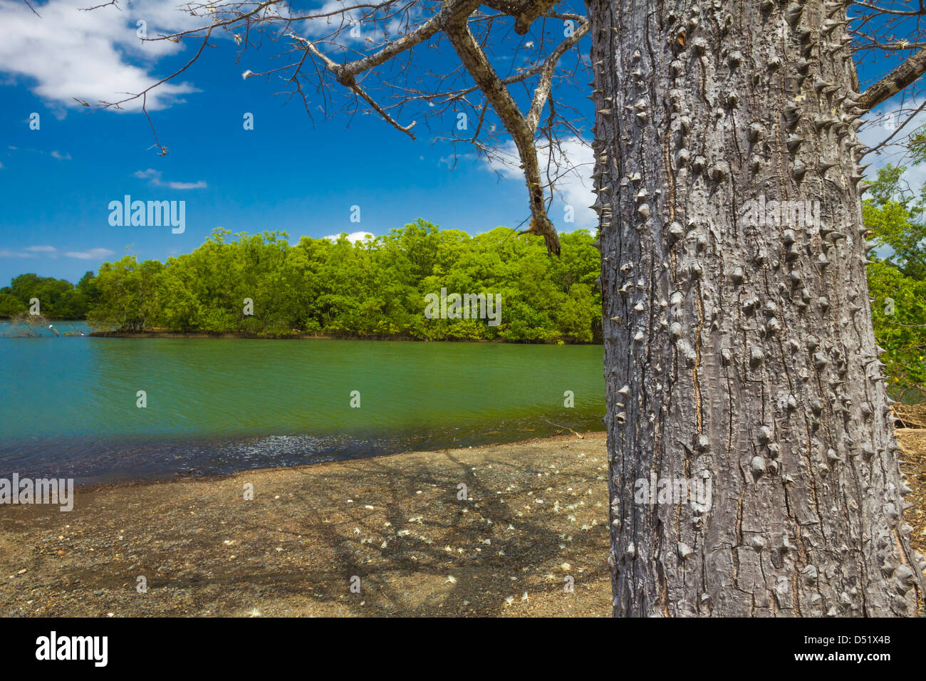 Thorny Pochote tree, the Nosara River mouth & the Biological Reserve ...