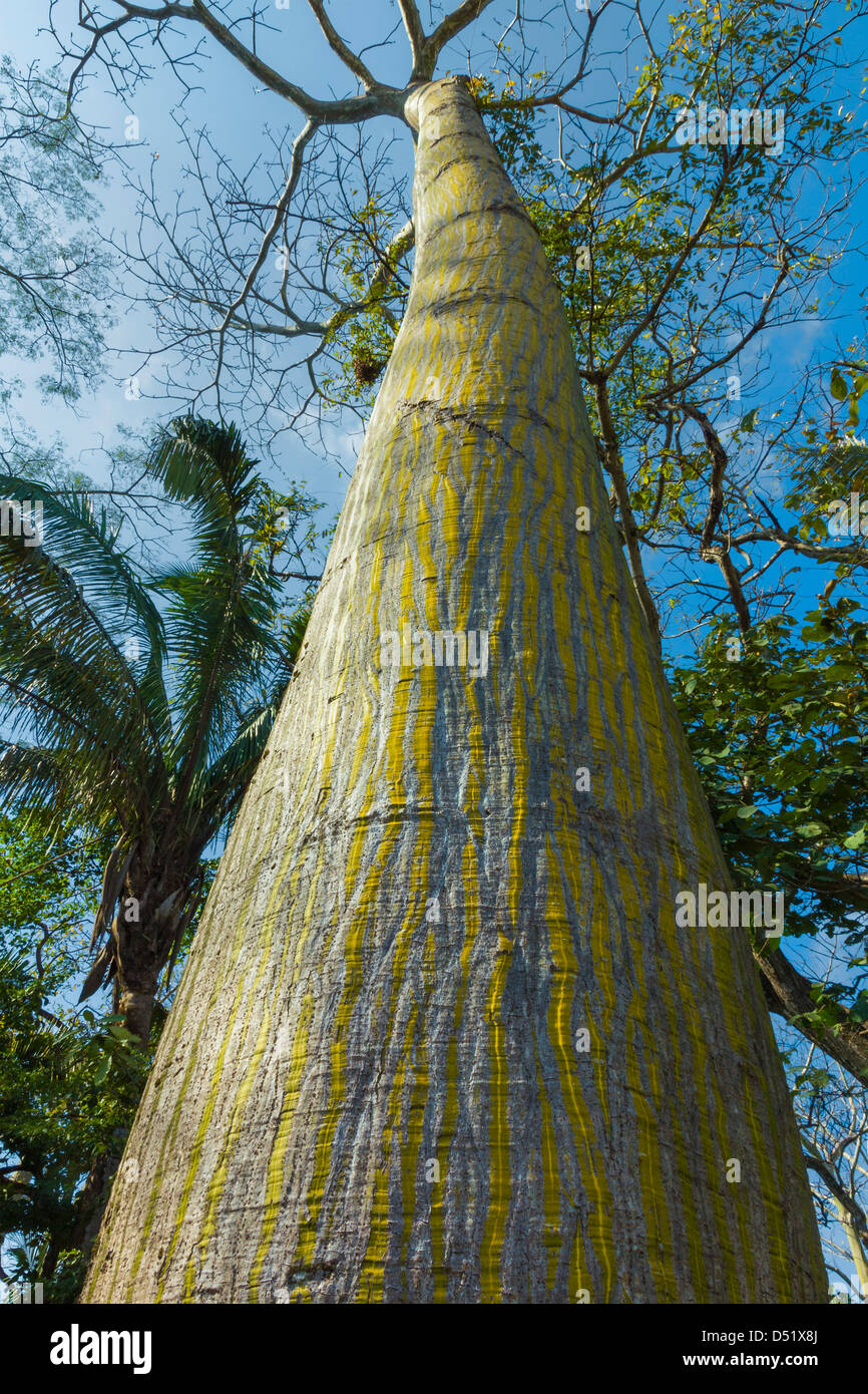 Ceibo Barrigón (big bellied Ceiba) a Kapok family tree, Nosara, Costa ...