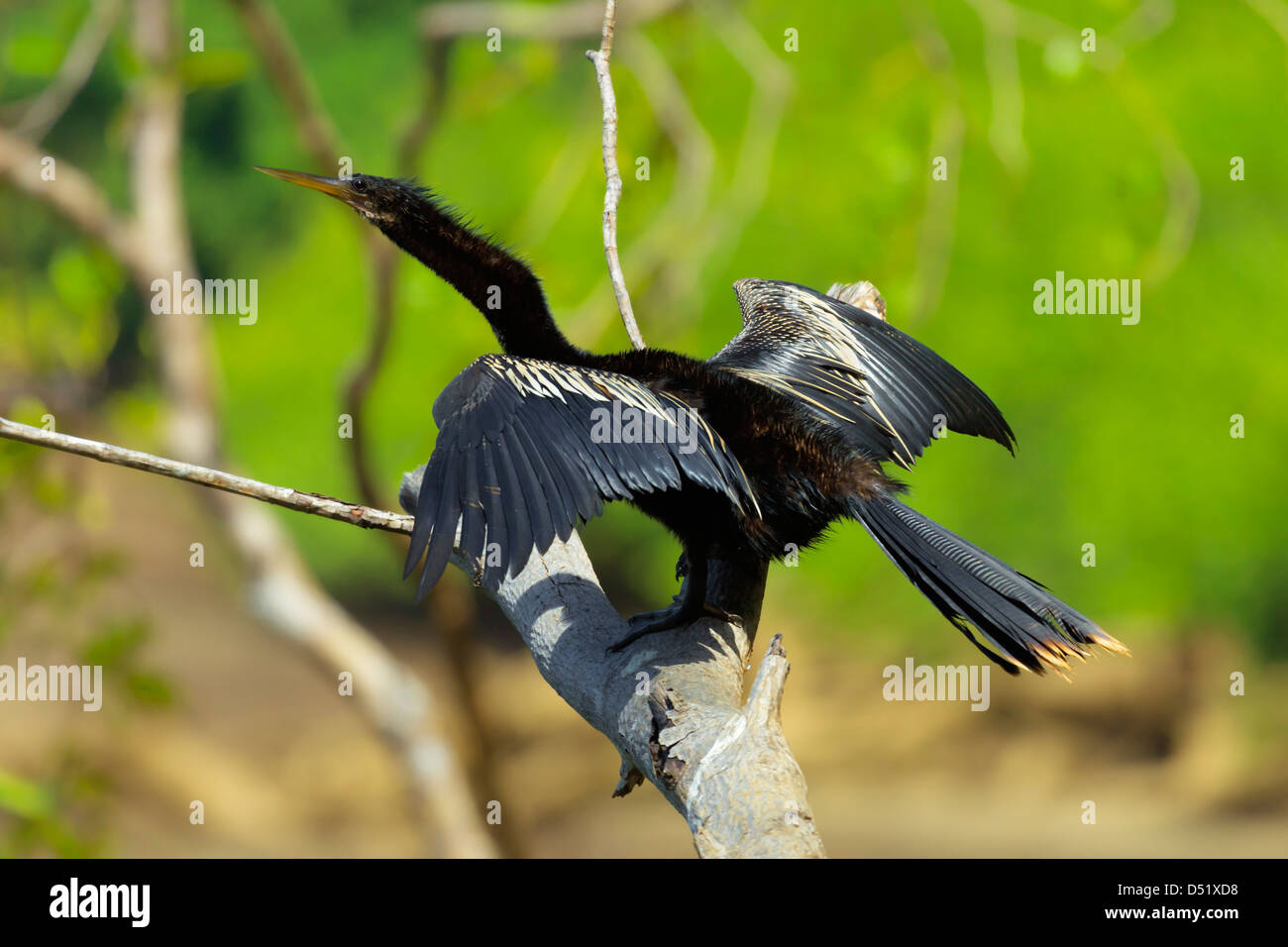 Male Anhinga (aka Snakebird) a swimming bird of the Darter family, on ...