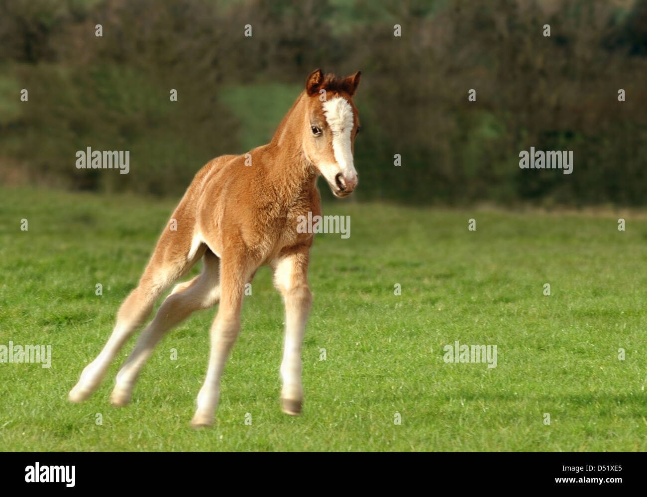 Young foal running in a field Stock Photo - Alamy