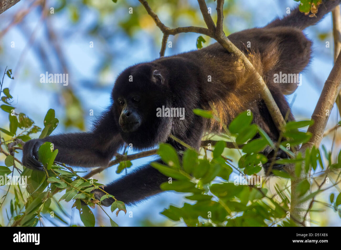 A Mantled Howler Monkey (Alouatta palliata), known for it's call ...