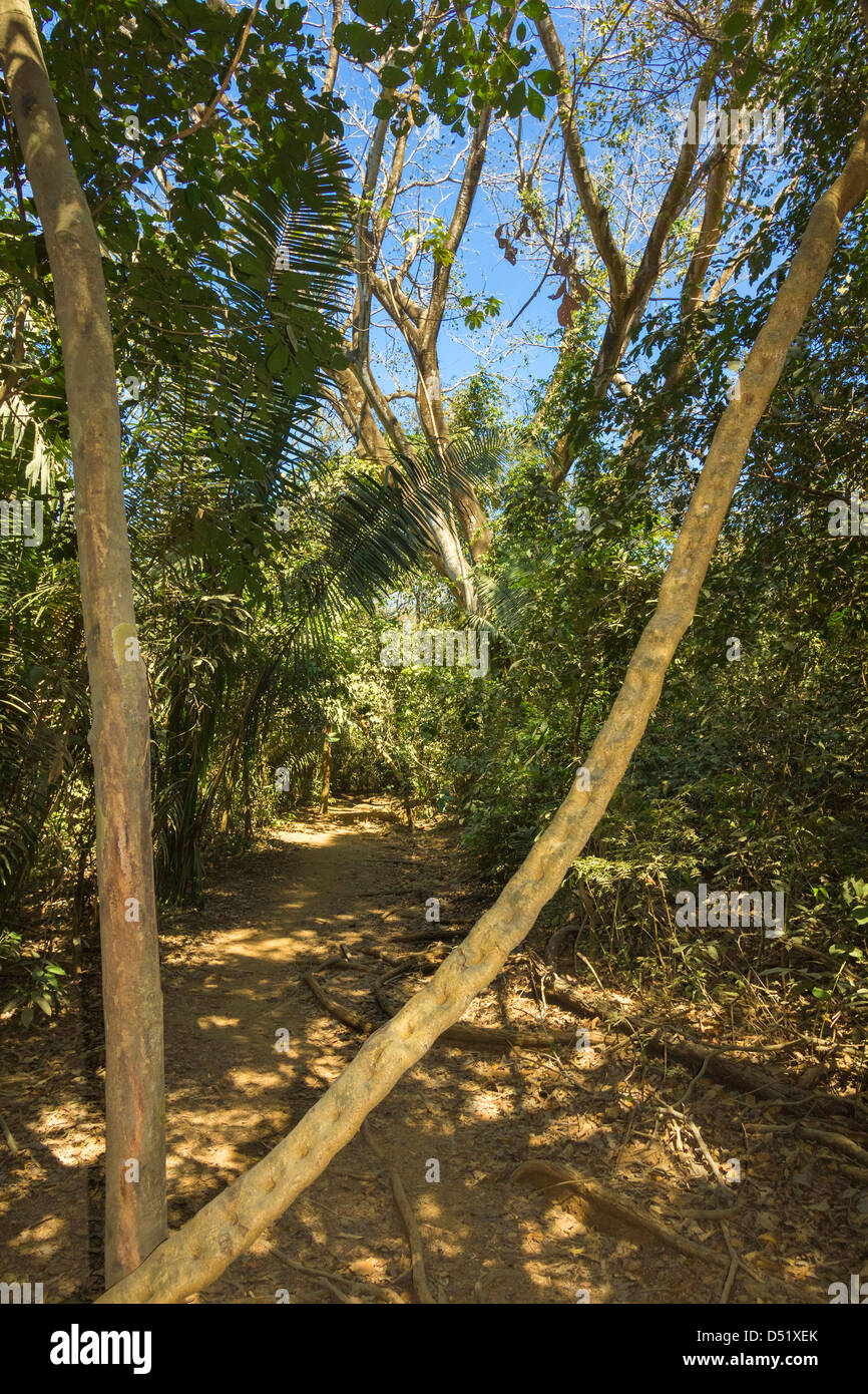 Jungle path hi-res stock photography and images - Alamy