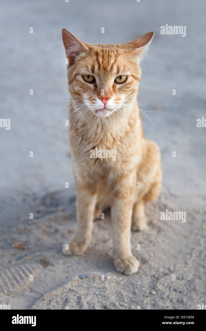 Cute ginger cat Stock Photo - Alamy