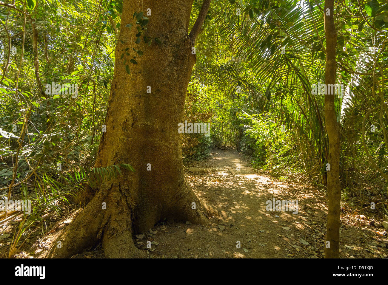 Jungle path hi-res stock photography and images - Alamy