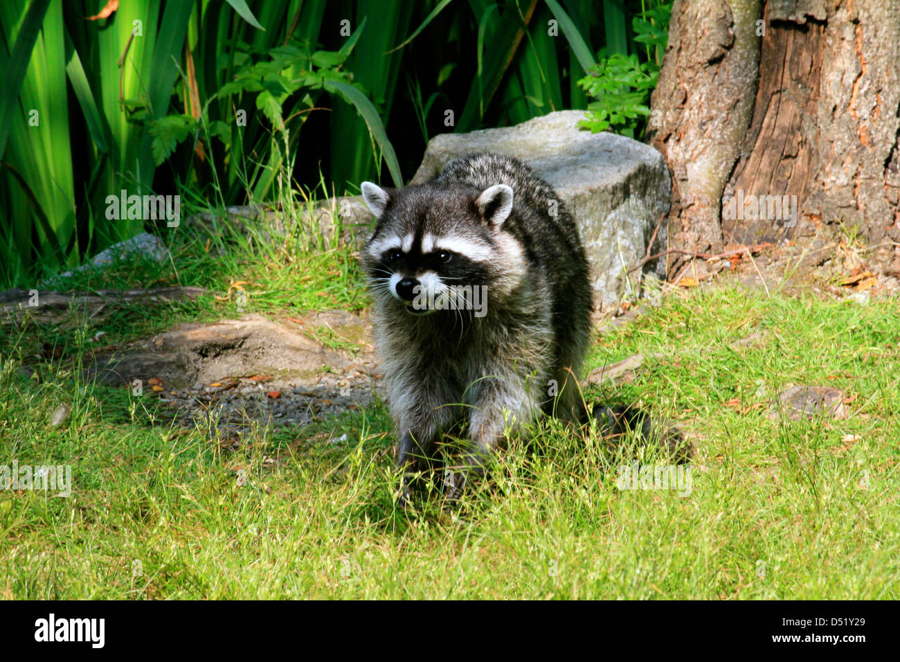 Wild raccoon with sharp teeth in a woodland environment in Vancouver ...