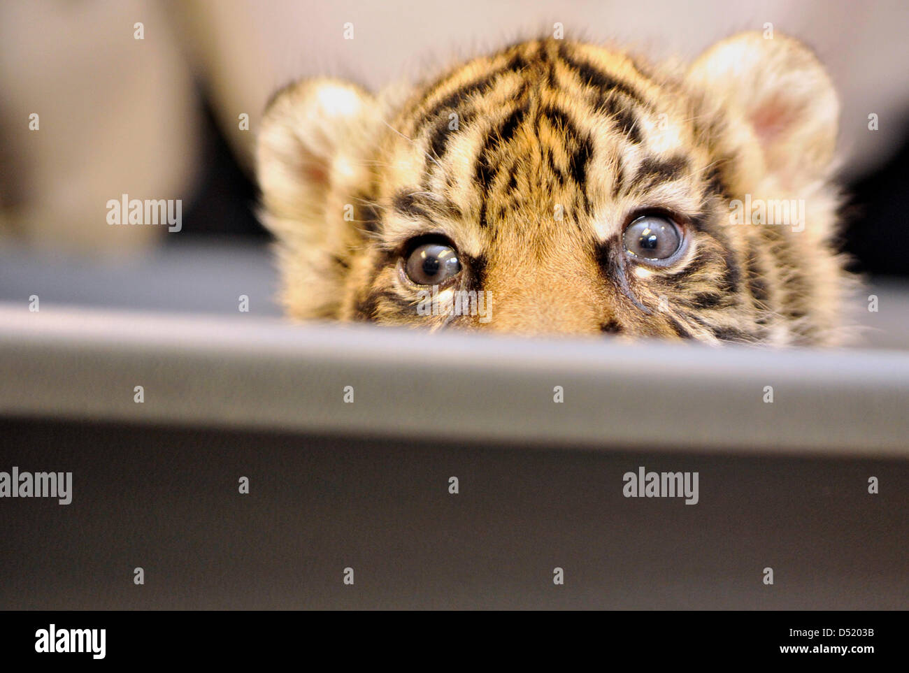 Tiger baby 'Daseep' peeks above the rim of its basket in the Zoo of ...