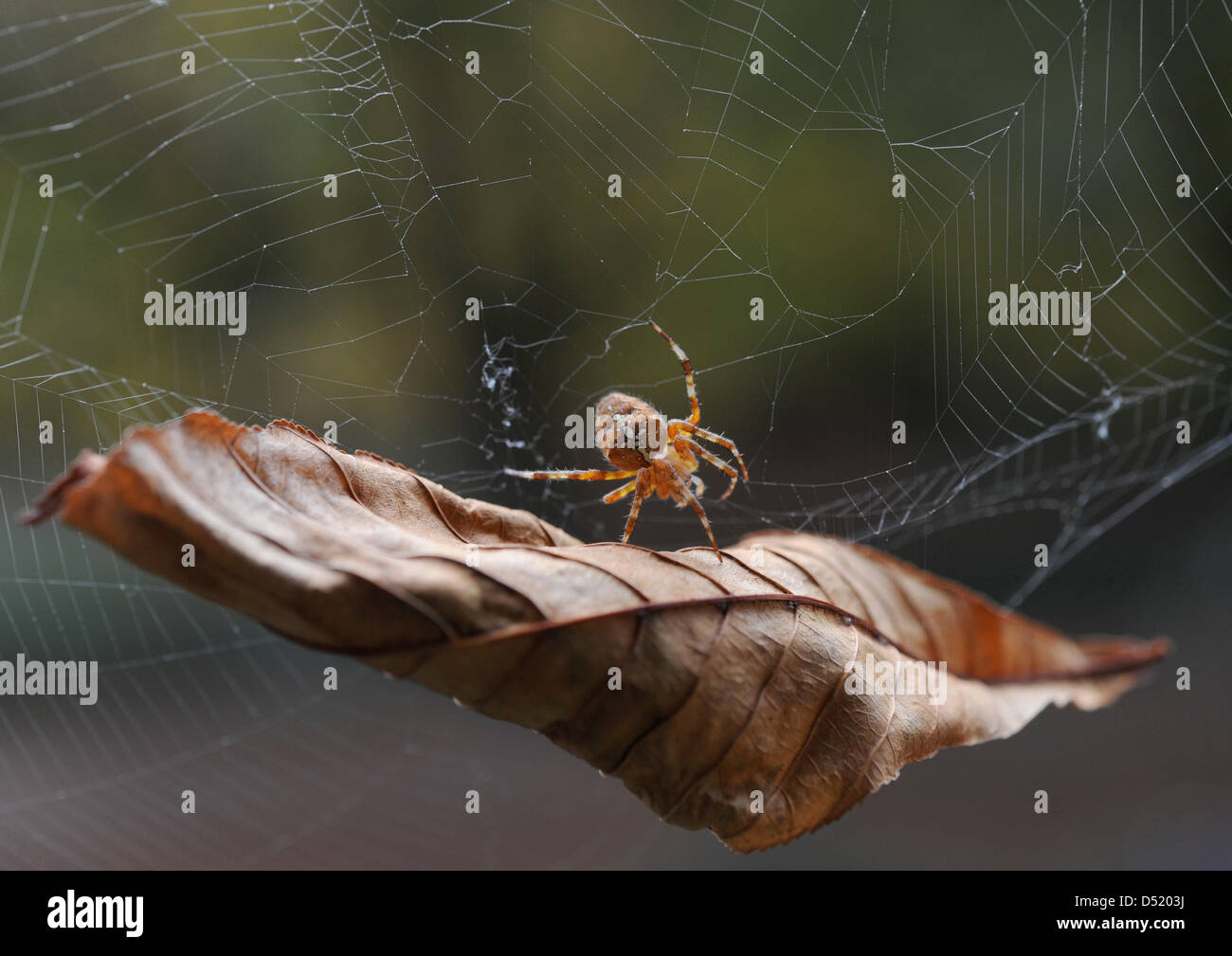 A leaf got caught in a spider's web in Cologne, Germany, 06 September ...