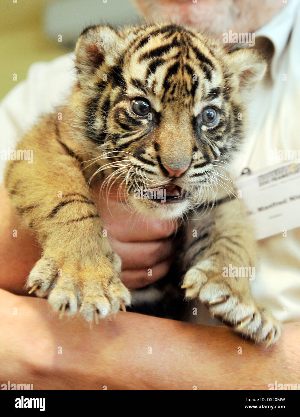 Tiger cub 'Daseep' is presented at the zoo of Frankfurt Main, Germany ...
