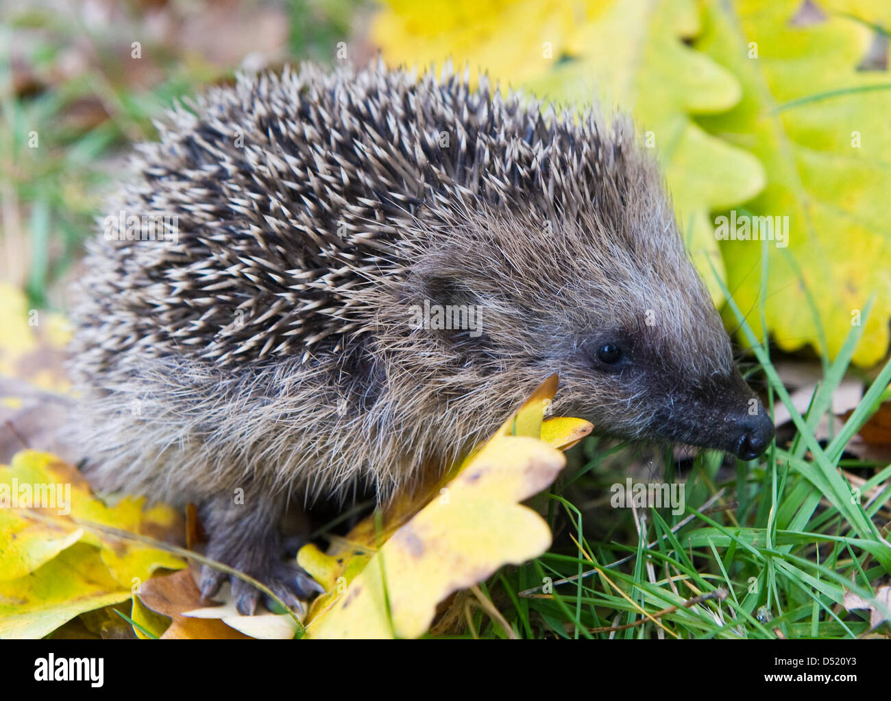 A young hedgehog stolls along the open compound of the animal shelter ...