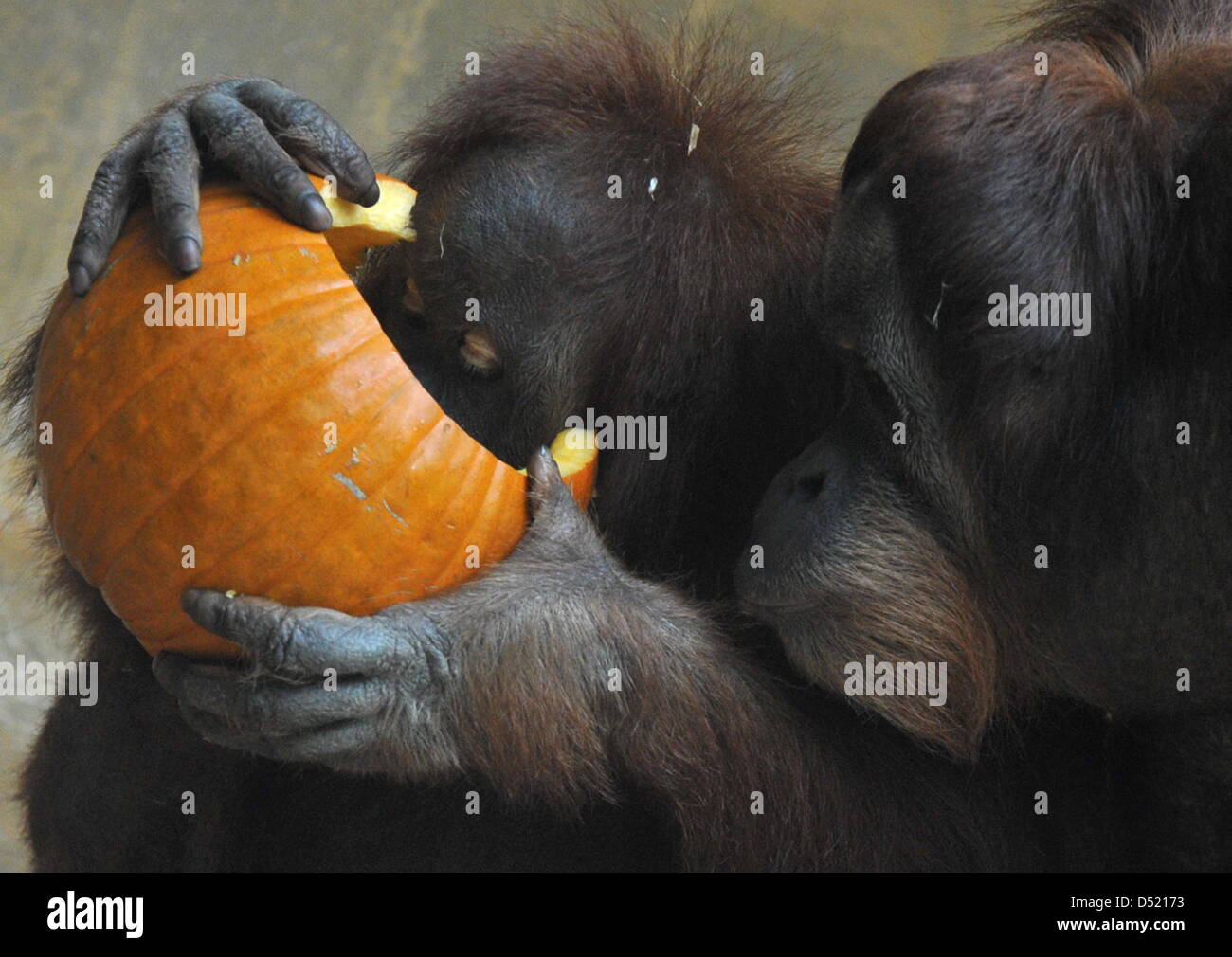 The two orangutans Jambi and Zora (L) snack on a pumpkin at the Zoo in ...
