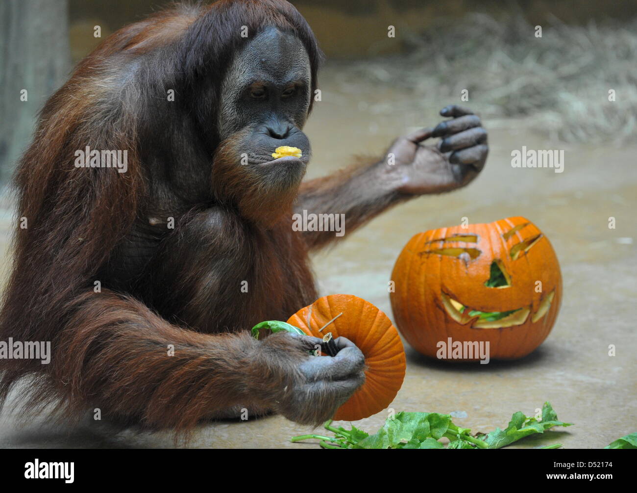 Orangutan eat honey hi-res stock photography and images - Alamy