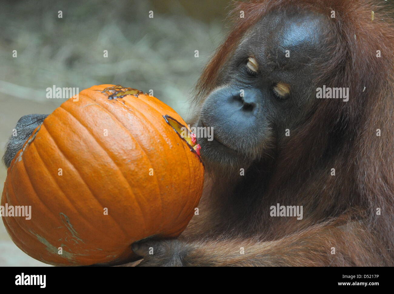 Orangutan eat honey hi-res stock photography and images - Alamy