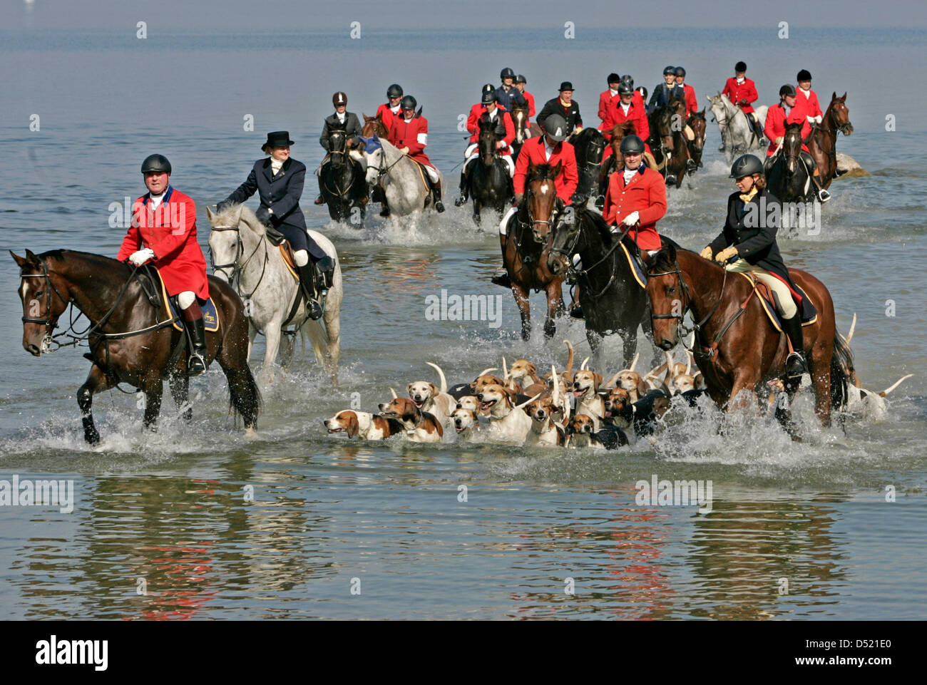 Horse riders pass through the Chiemsee with their horses and dogs ...