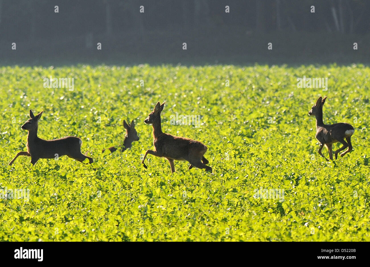 Four deer hop through a field in the autumn morning light near Zeven ...