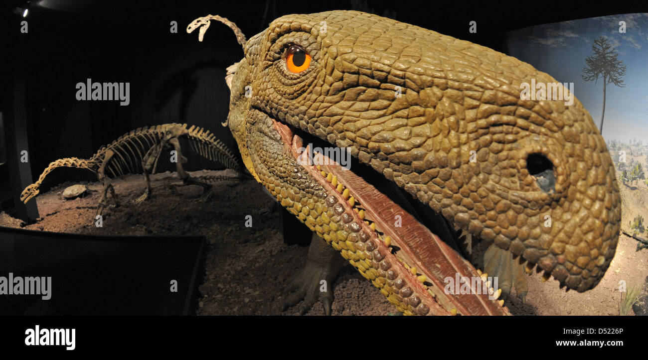 Two Plateosaurus skeletons are on display next to a Plateosaurus model ...