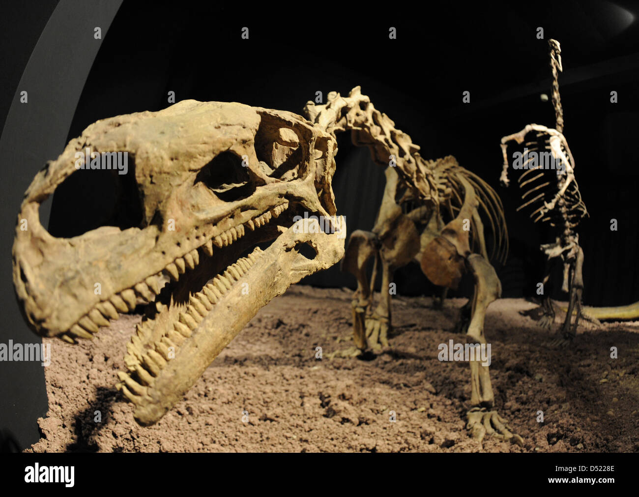 Two Plateosaurus skeletons are on display at the Museum Auberlehaus in ...