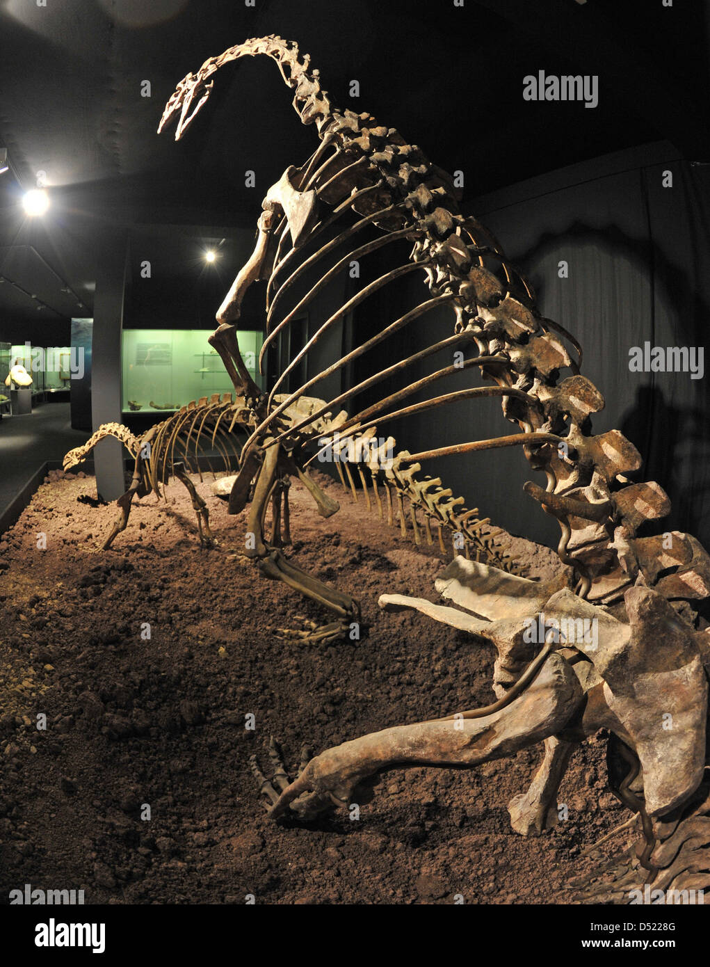Plateosaurus hi-res stock photography and images - Alamy