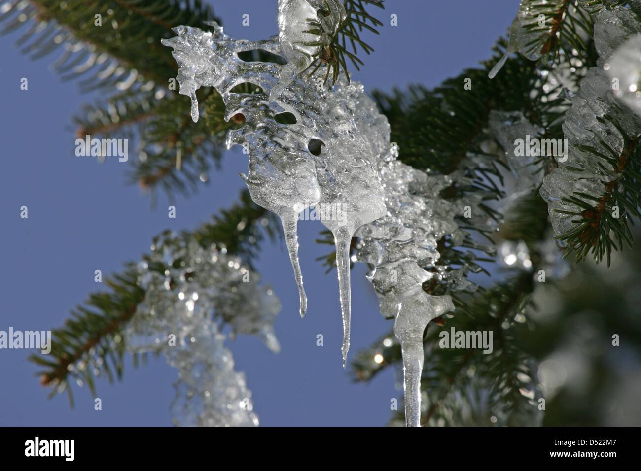 Icicles hang from the branches of an evergreen tree in Friedrichsbrunn ...