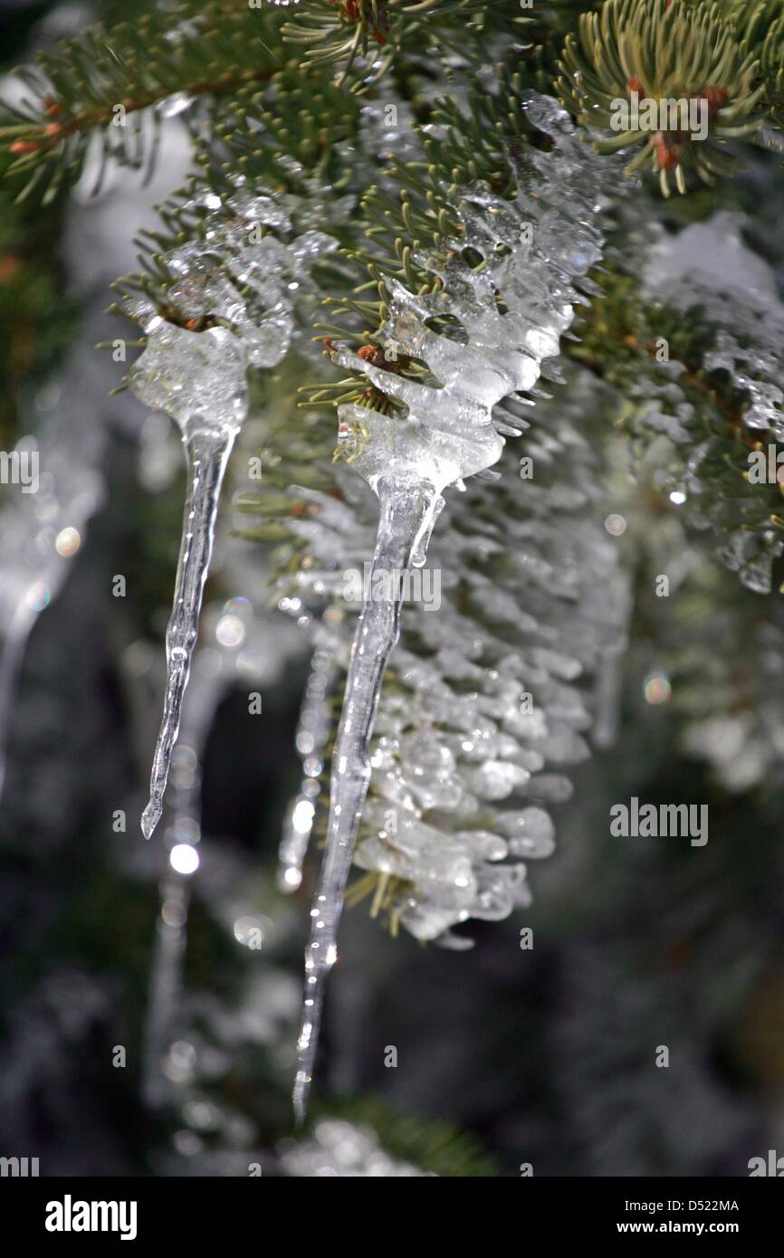 Icicles hang from the branches of an evergreen tree in Friedrichsbrunn ...