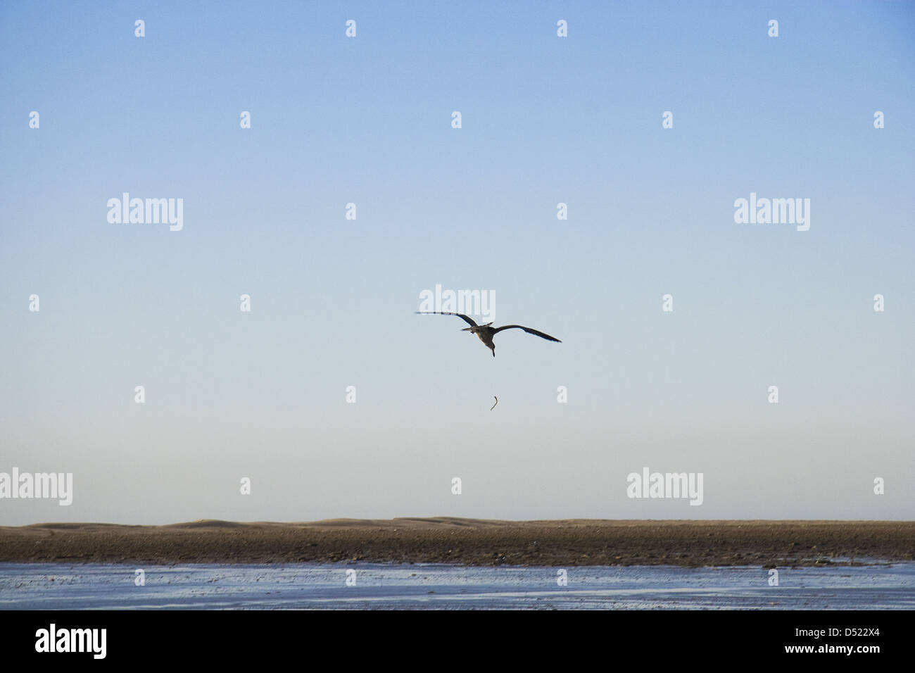 Atlantic gull hi-res stock photography and images - Alamy