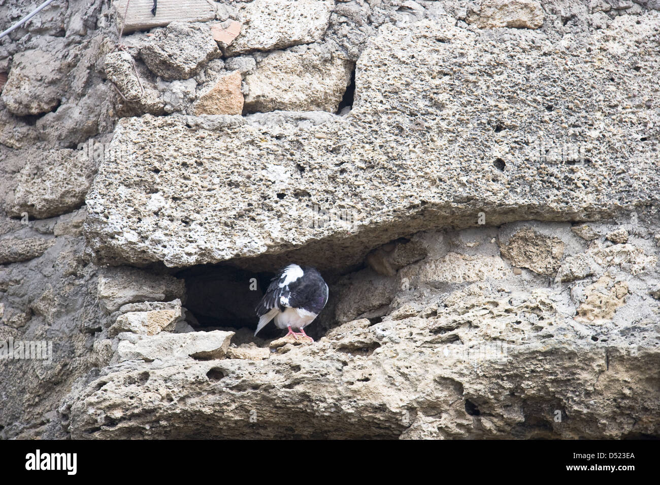 Rock pigeon nest hi-res stock photography and images - Alamy