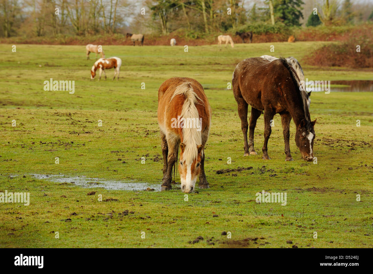 Ranches grazing hi-res stock photography and images - Alamy