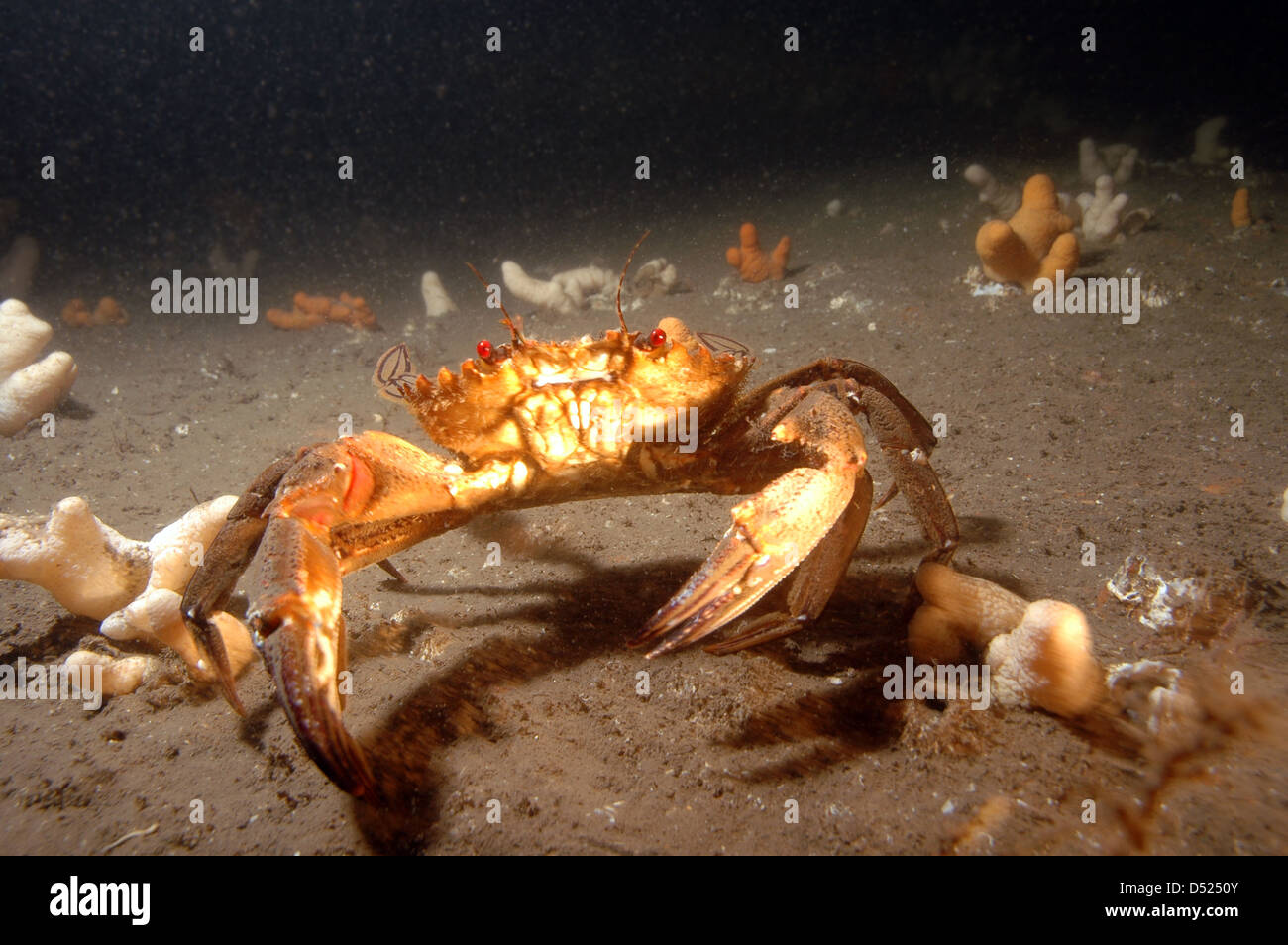 Velvet Swimmer Crab Necora puber Stock Photo - Alamy