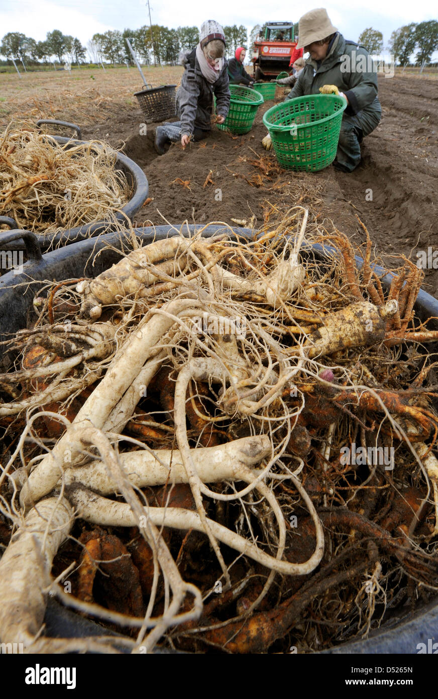 Ginseng Field High Resolution Stock Photography and Images - Alamy