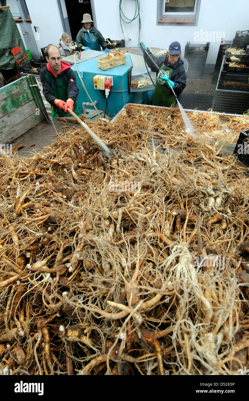 Ginseng is washed by harvest hands on a field in Bockhorn, Germany, 20 ...