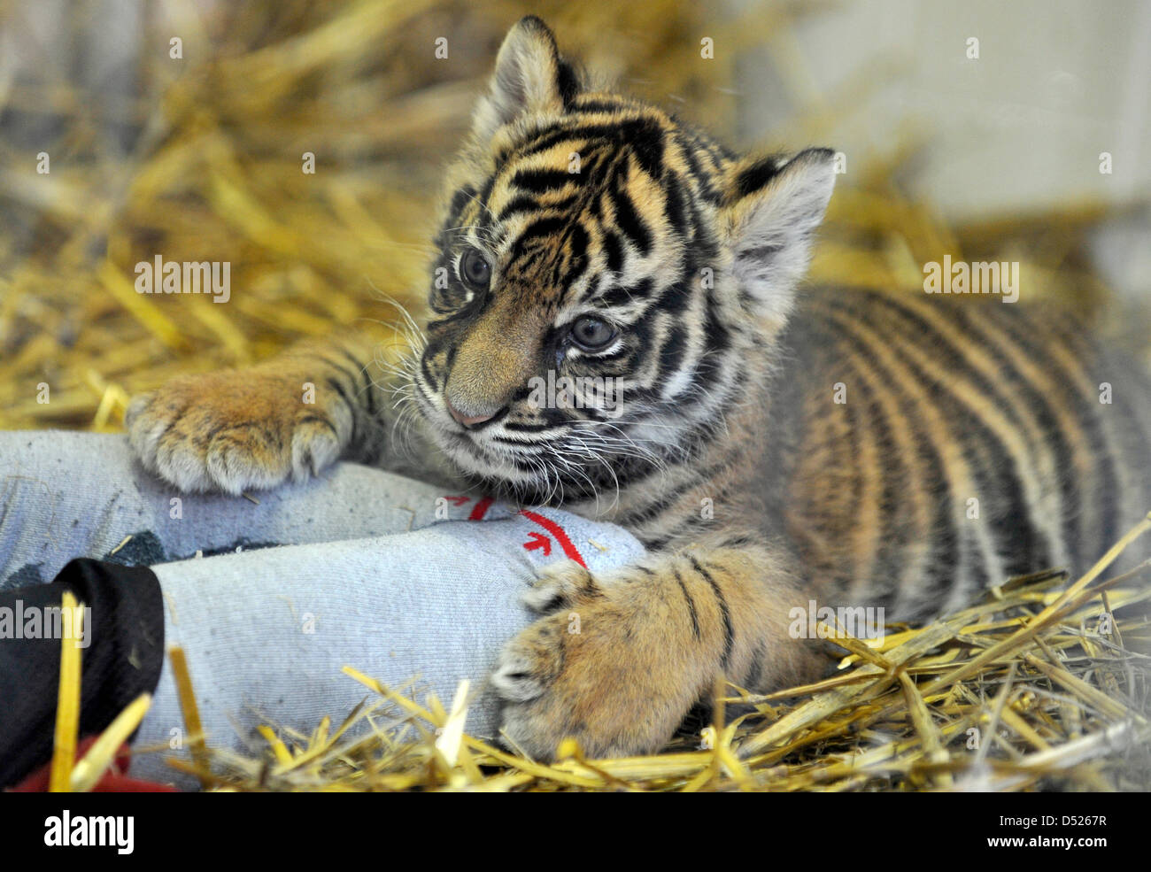 Sumatra tiger zookeeper hi-res stock photography and images - Alamy