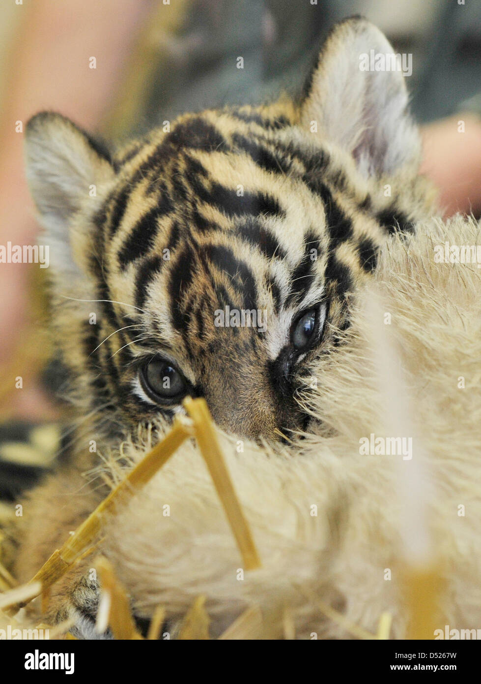 Cuddly tiger hi-res stock photography and images - Alamy