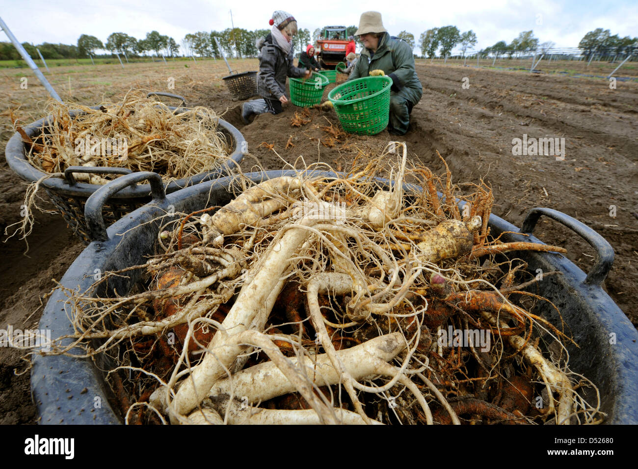 Ginseng is collected by harvest hands on a field in Bockhorn, Germany ...