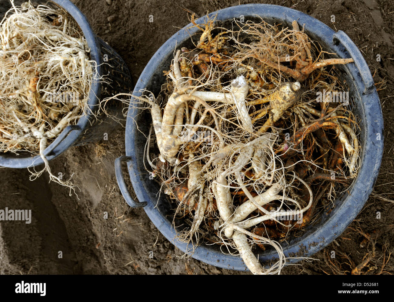 Used in medical ointments hi-res stock photography and images - Alamy