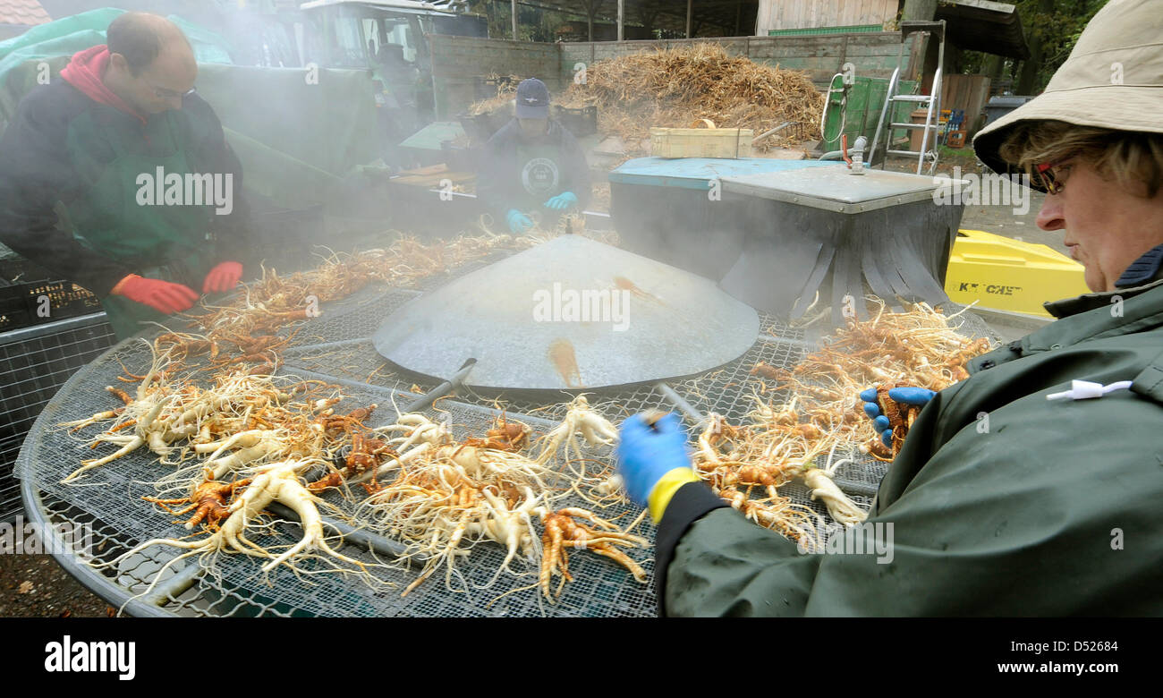 Ginseng is processed by harvest hands on a field in Bockhorn, Germany ...